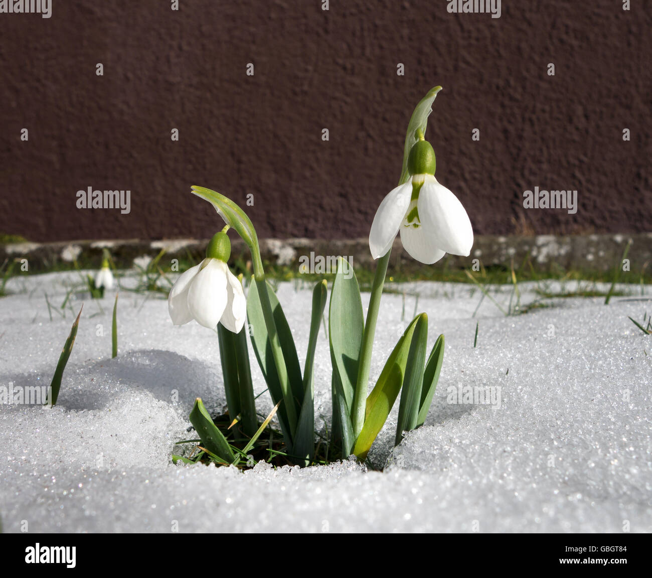 Snowdrop in the snow Stock Photo - Alamy