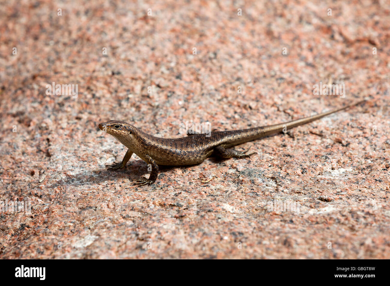 Lizard sunbathing at a rock, Seychelles Stock Photo - Alamy