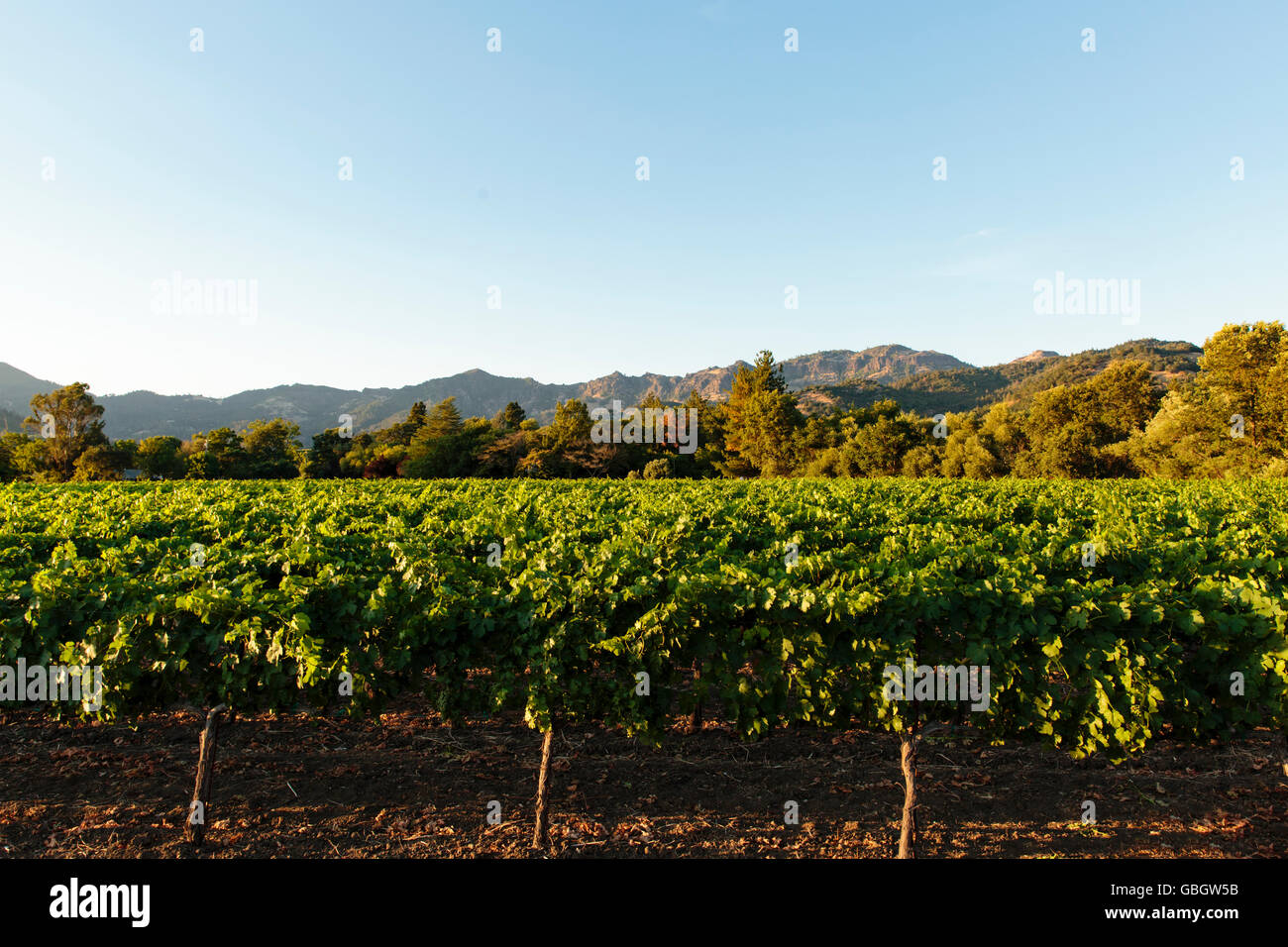Growing grapes in sunset hi-res stock photography and images - Alamy
