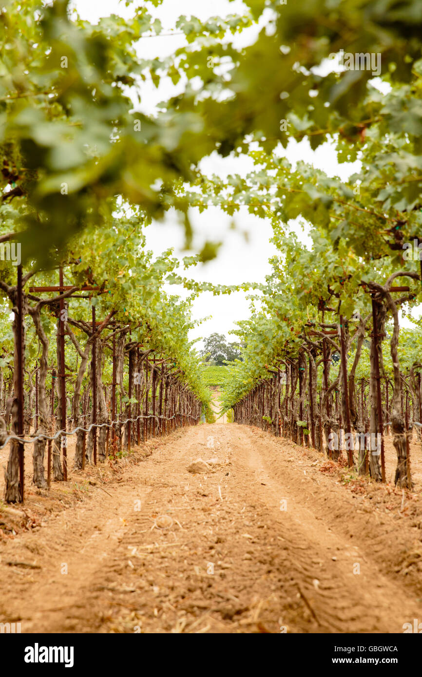Viticulture winery hi-res stock photography and images - Alamy