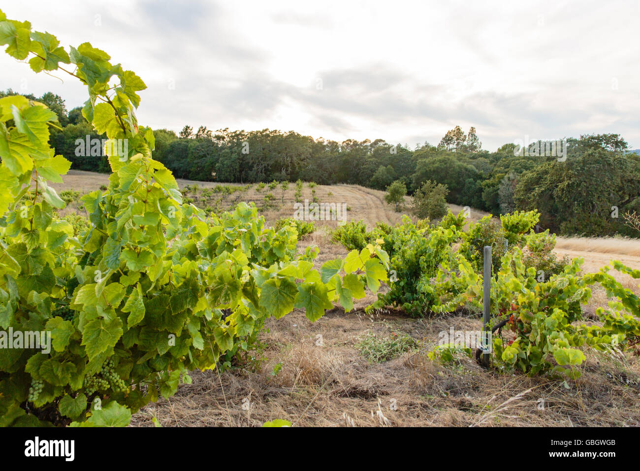 Old grape vines grow on a hill in California Stock Photo - Alamy
