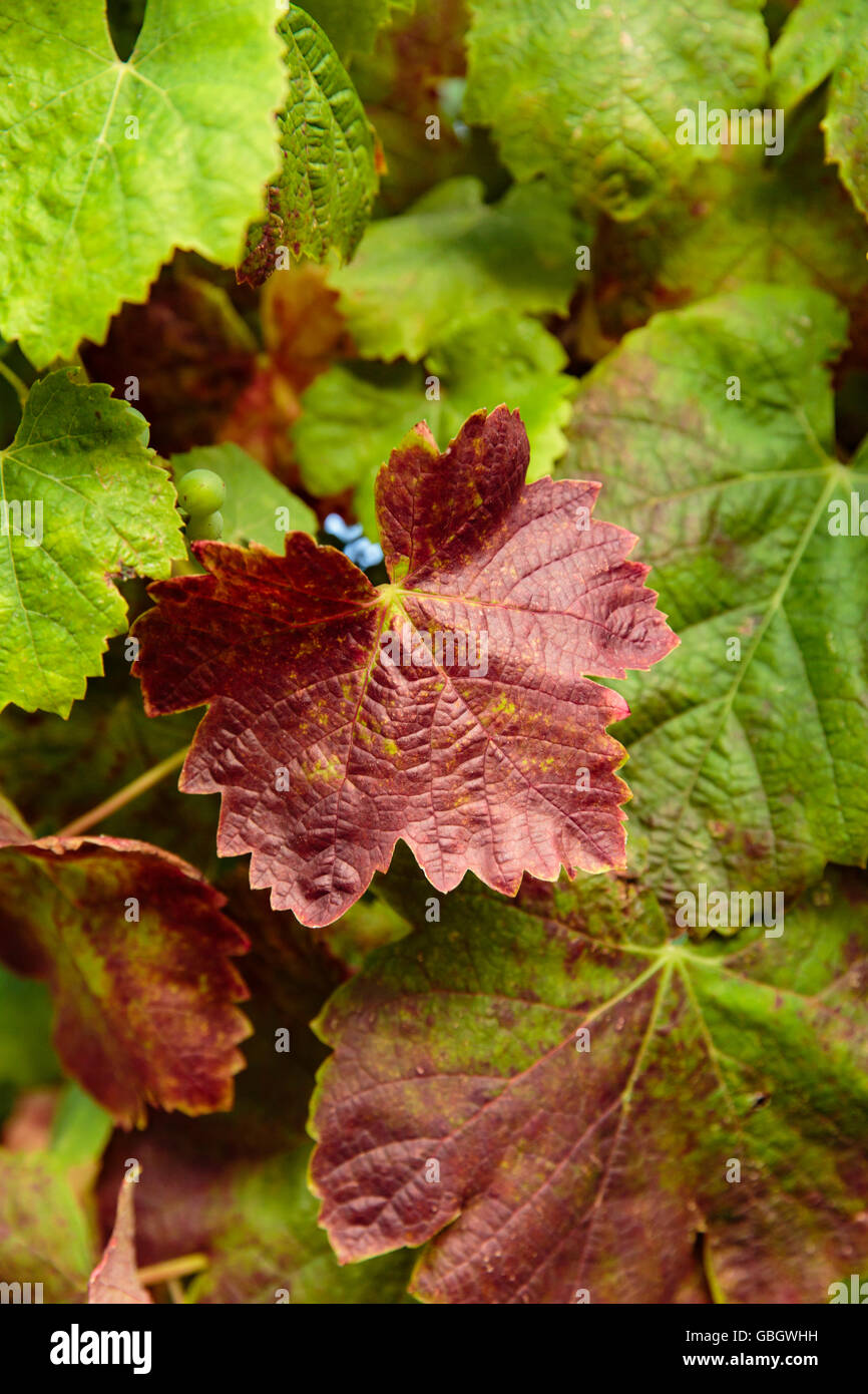 Red grape sonoma hi-res stock photography and images - Alamy