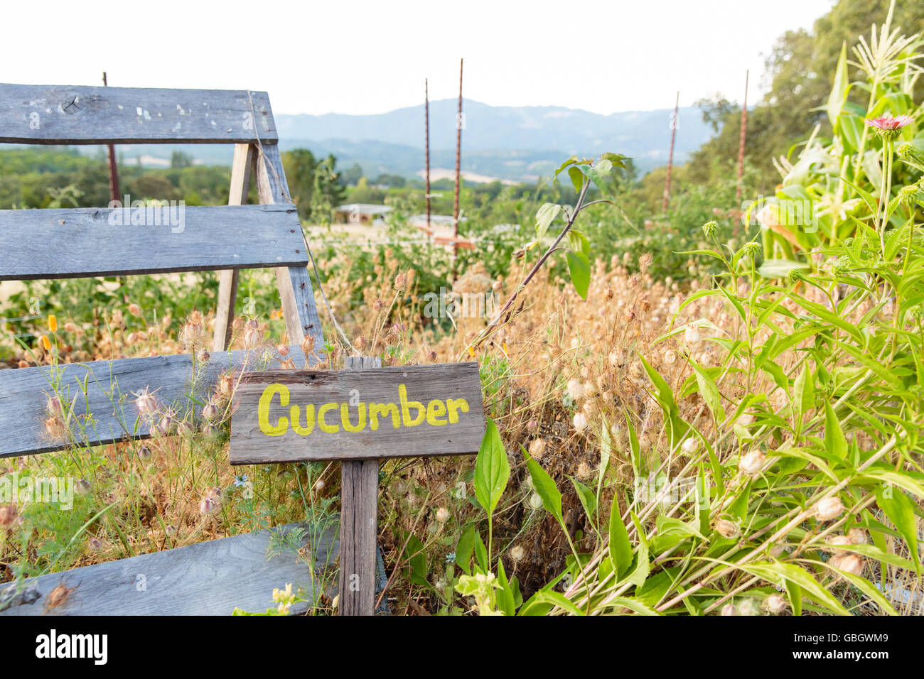 Wooden cucumber sign Stock Photo - Alamy