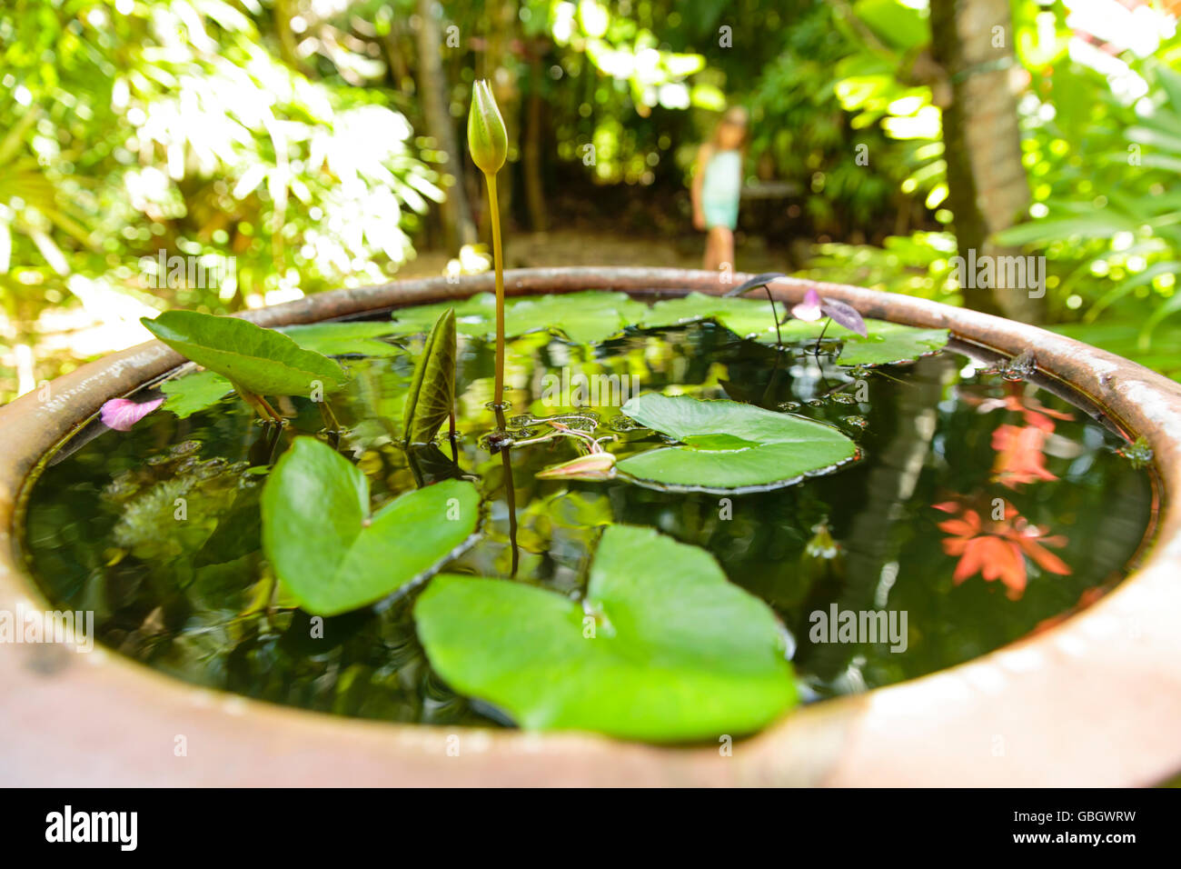 A flower bloom in the evening closes for the night Stock Photo - Alamy