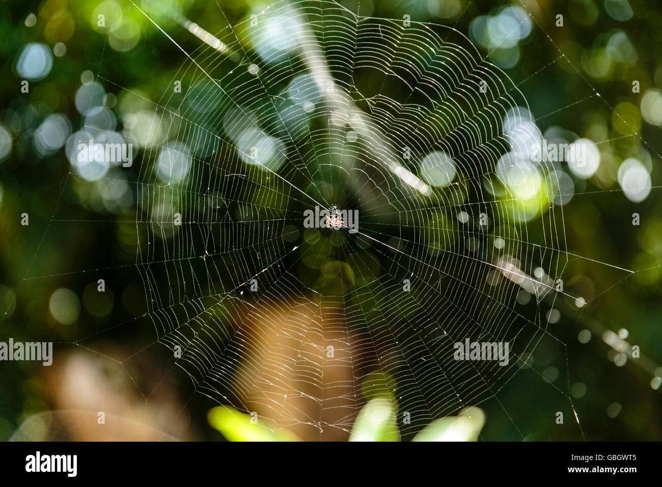 Web of life hi-res stock photography and images - Alamy