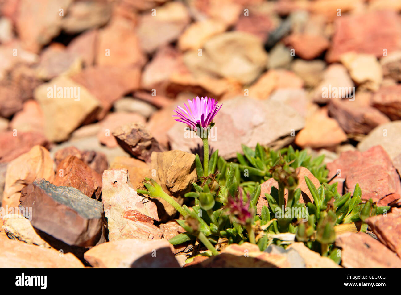 Desert flower blooms in spring Stock Photo - Alamy