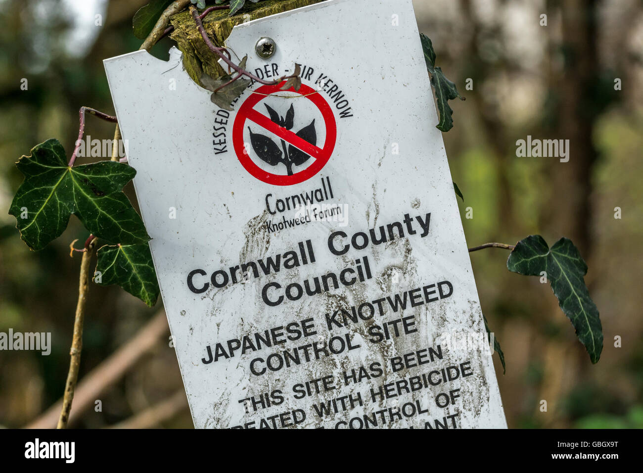 Invasive species concept. Warning sign for Japanese Knotweed [Fallopia ...