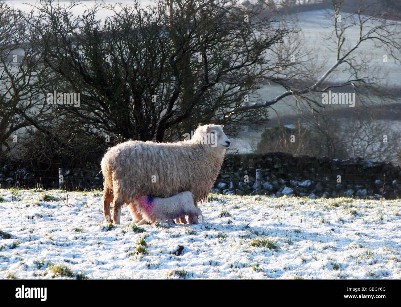 Lambs in a field at Walkhampton, Dartmoor, following snow fall last ...