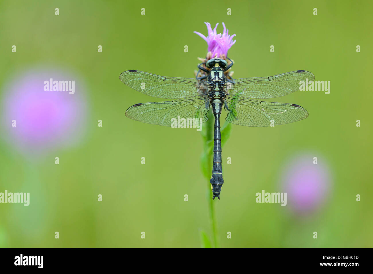 Club tailed dragonfly hi-res stock photography and images - Alamy
