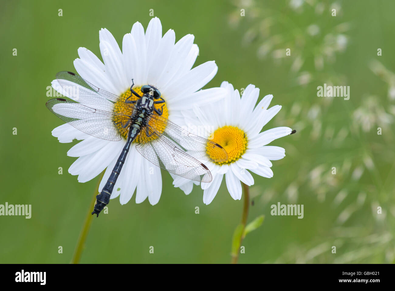 Club-tailed Dragonfly, Lower Saxony, Germany / (Gomphus vulgatissimus ...