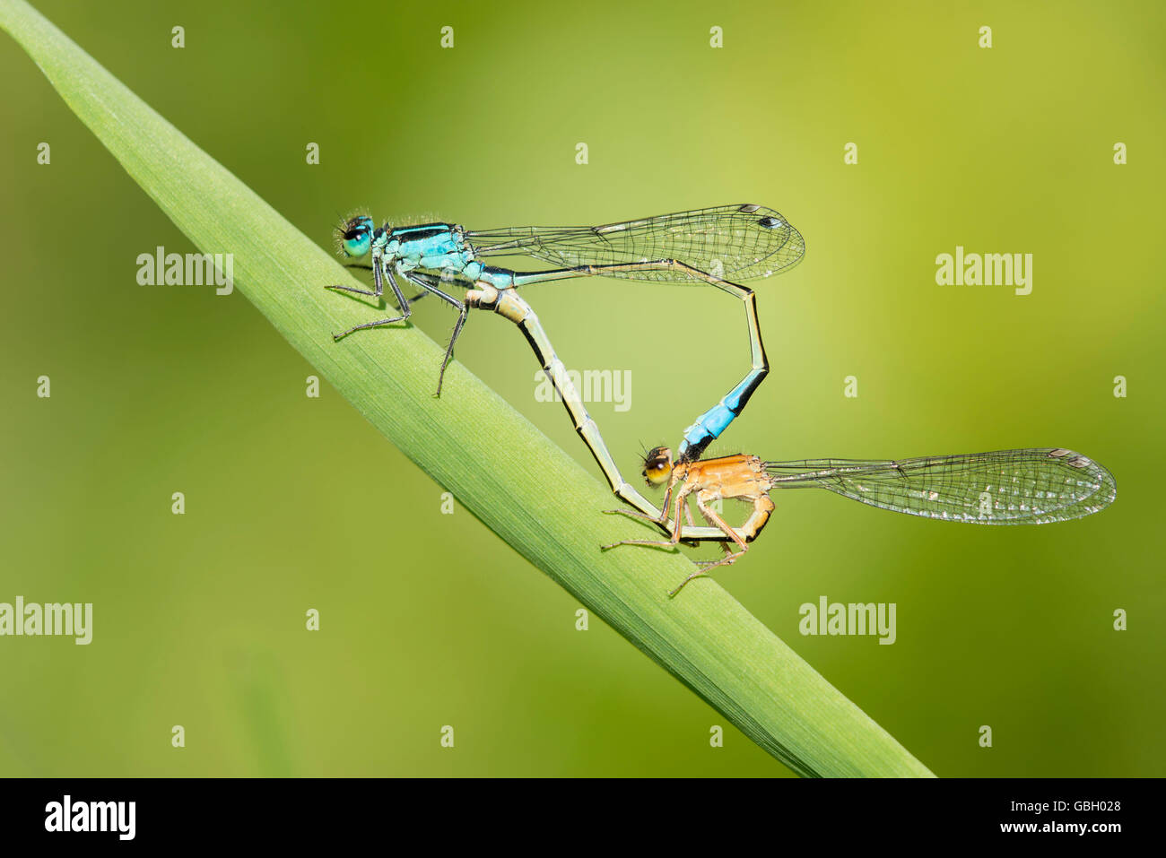 Blue tailed damselfly mating hi-res stock photography and images - Alamy