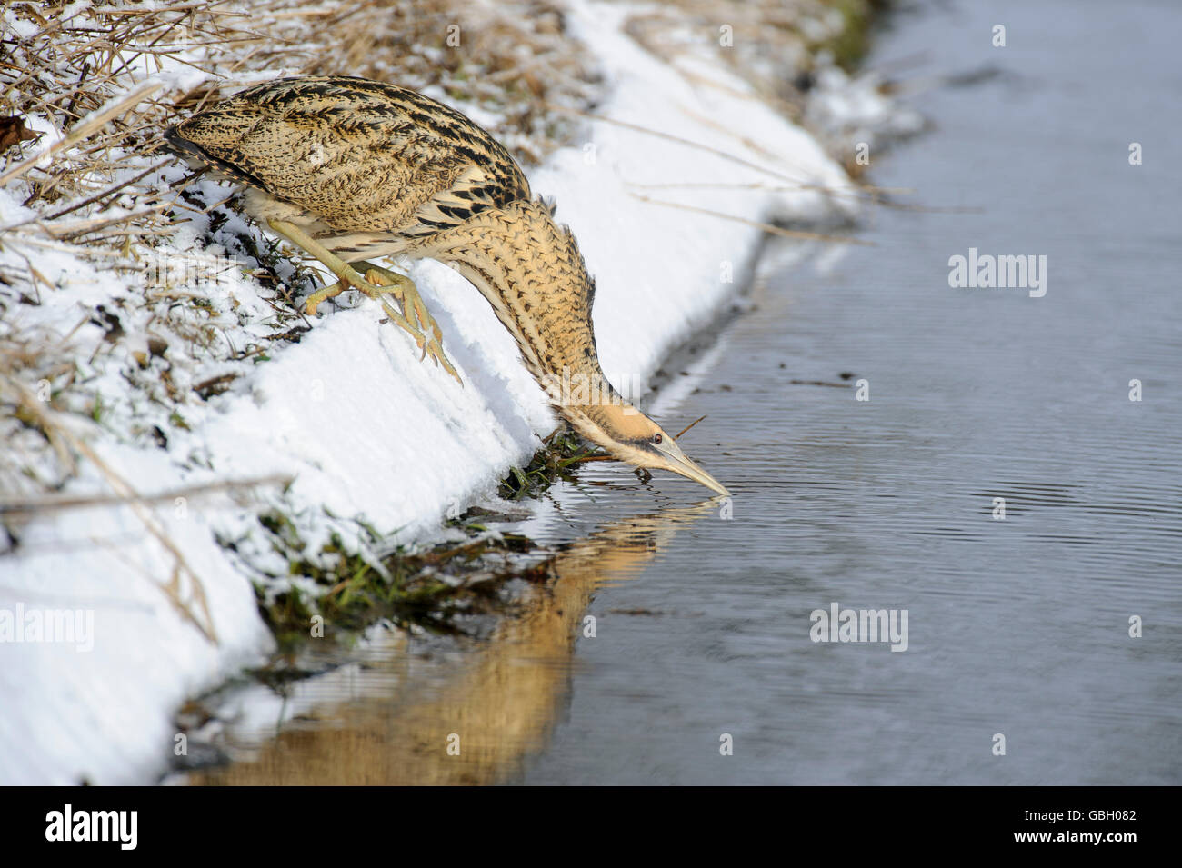 Bittern lake hi-res stock photography and images - Alamy