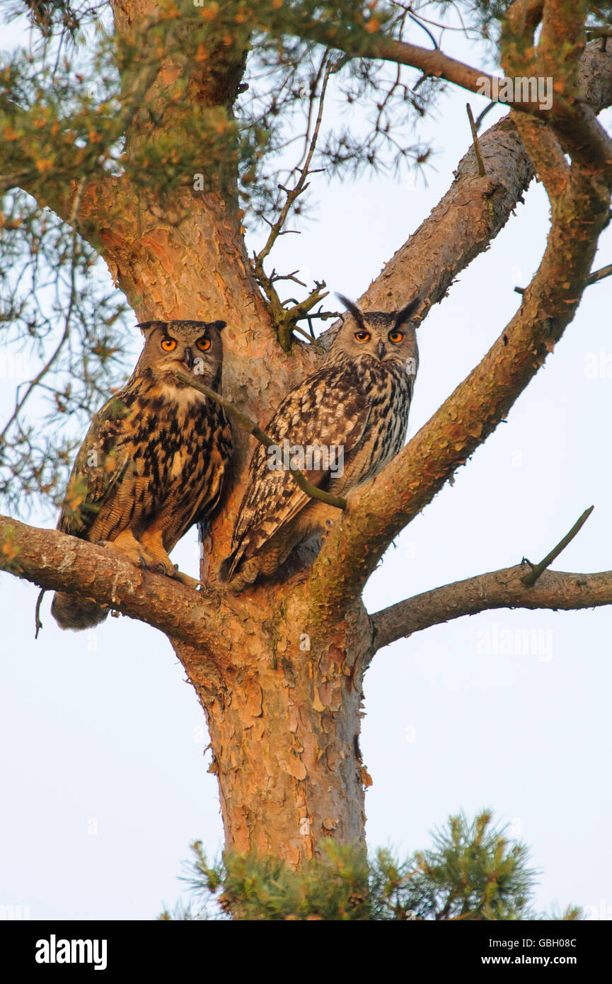 Eagle Owls, Lower Saxony, Germany / (Bubo bubo Stock Photo - Alamy