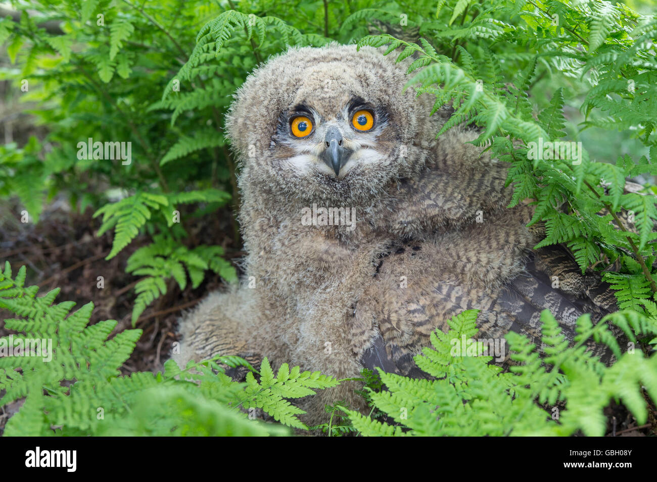 Eagle Owl fledgeling, Lower Saxony, Germany / (Bubo bubo Stock Photo ...