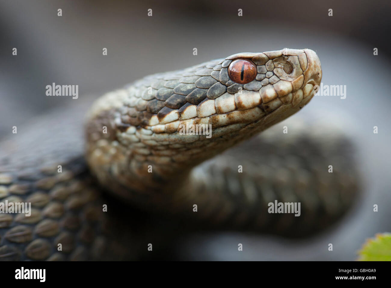 Adders head hi-res stock photography and images - Alamy