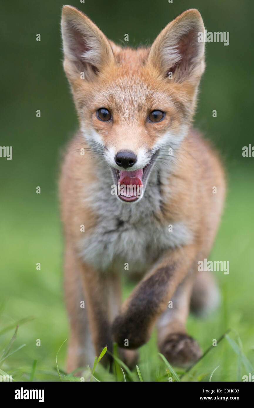 Red Fox, cub, Lower Saxony, Germany / (Vulpes vulpes Stock Photo - Alamy