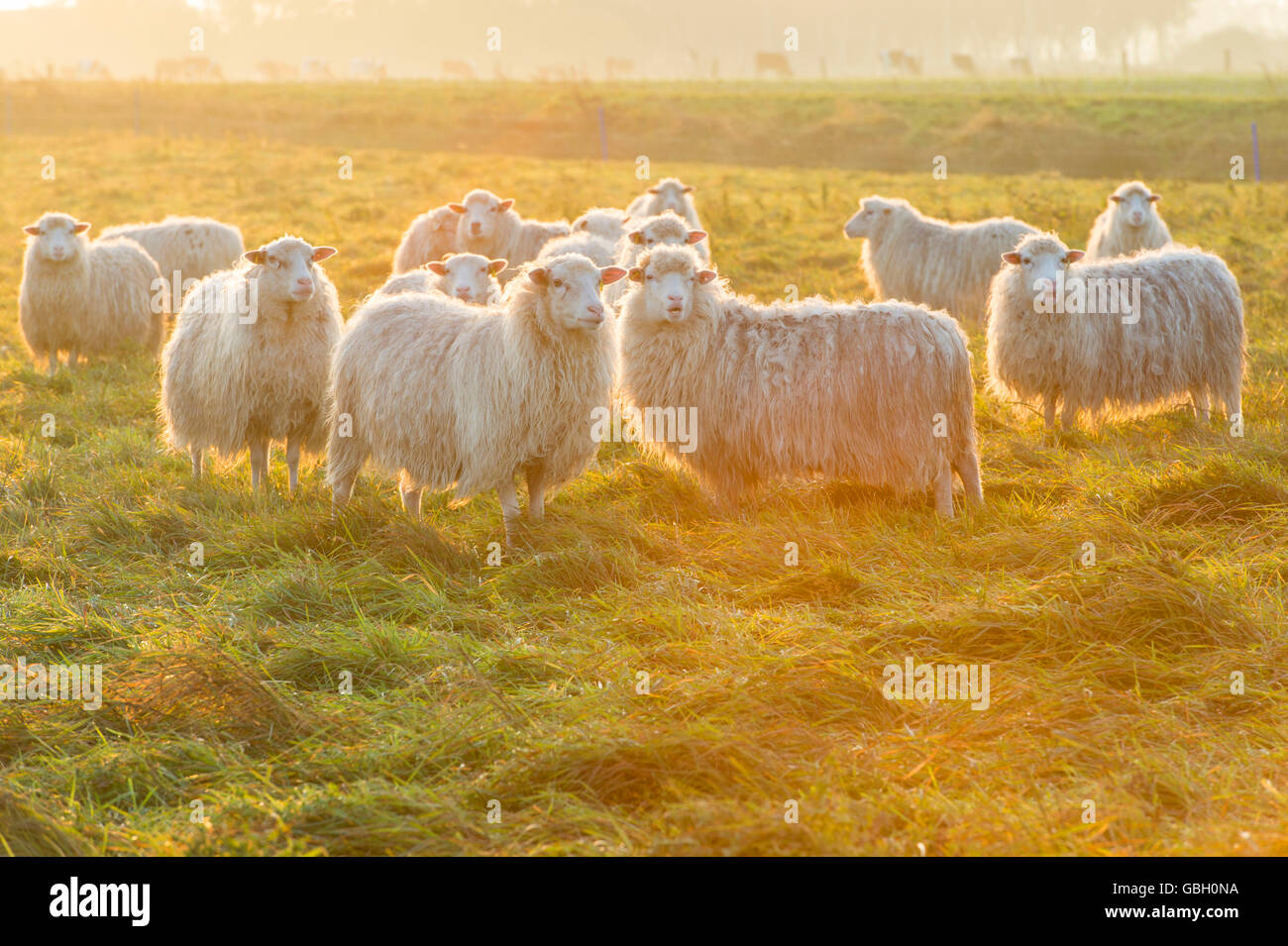 Polled sheep hi-res stock photography and images - Alamy
