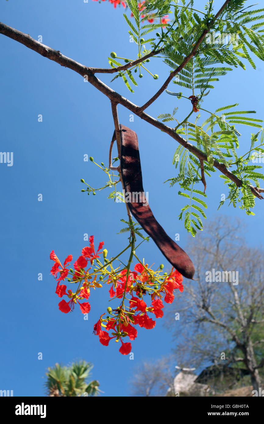 Timor leste tree hi-res stock photography and images - Alamy