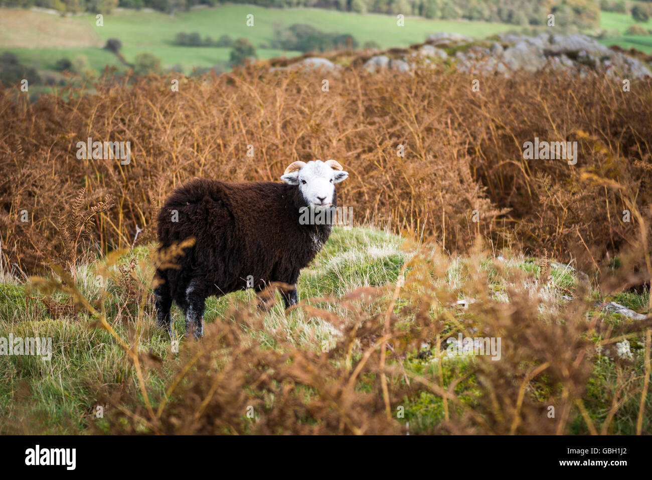 Herdwick sheep lake district england hi-res stock photography and ...