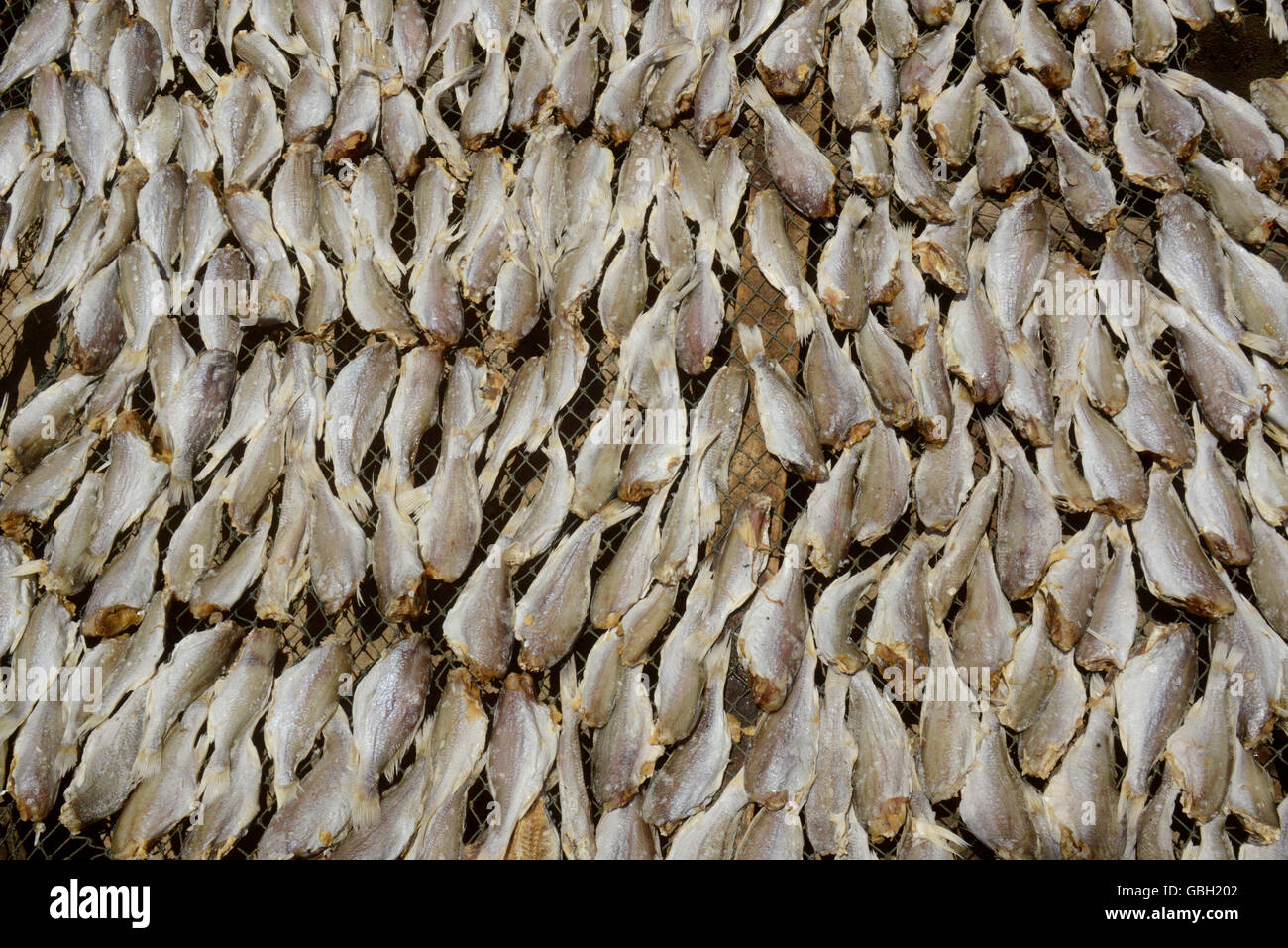 a fish production make dry fish products in the city of Myeik in the ...