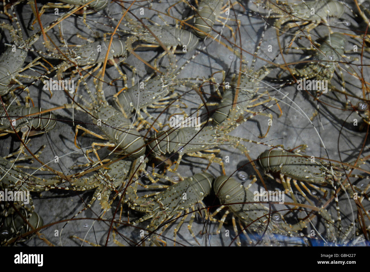 a Lobster Farm in the city of Myeik in the south in Myanmar in ...