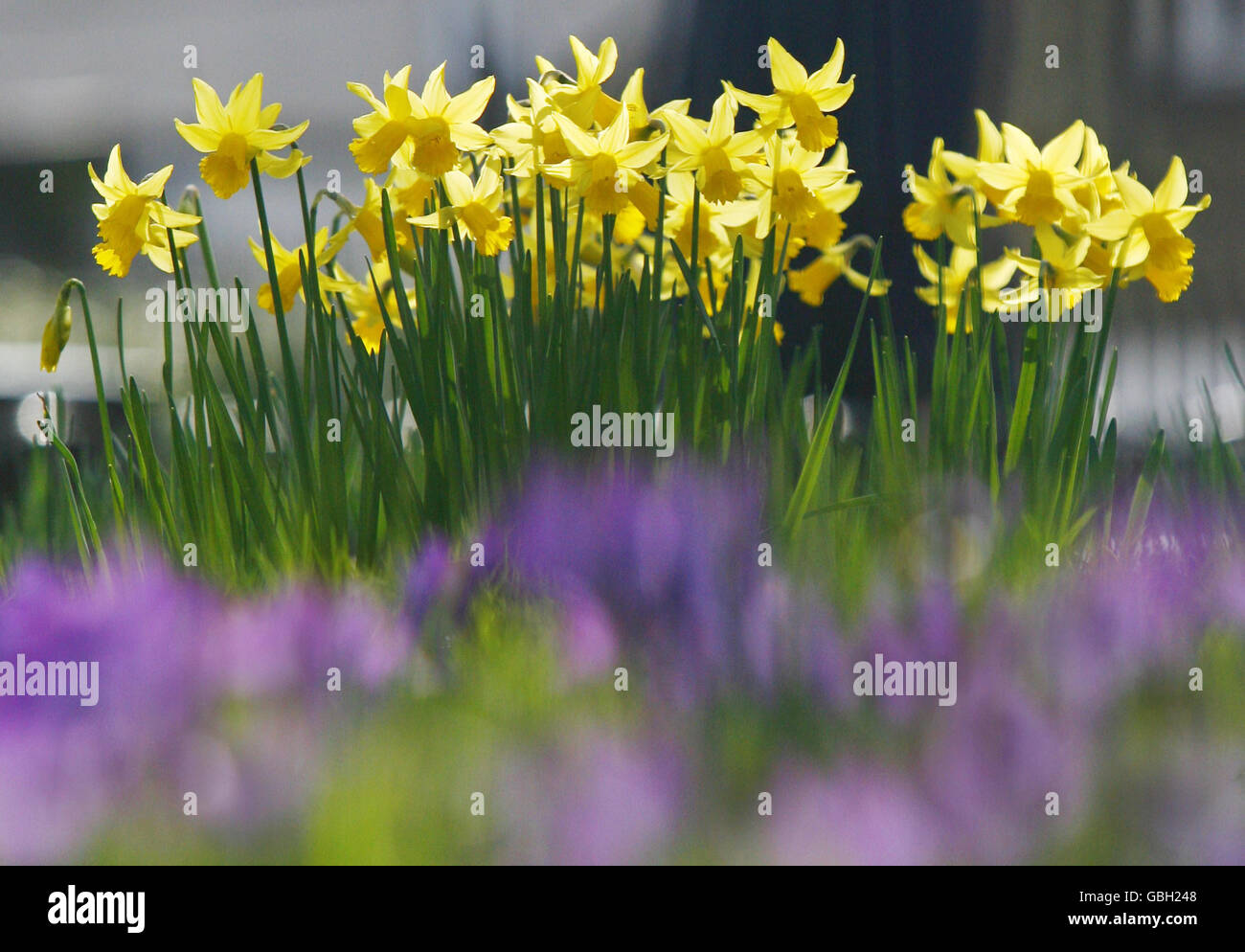 Daffodils blossom in the spring sunshine in Regents Park in north ...