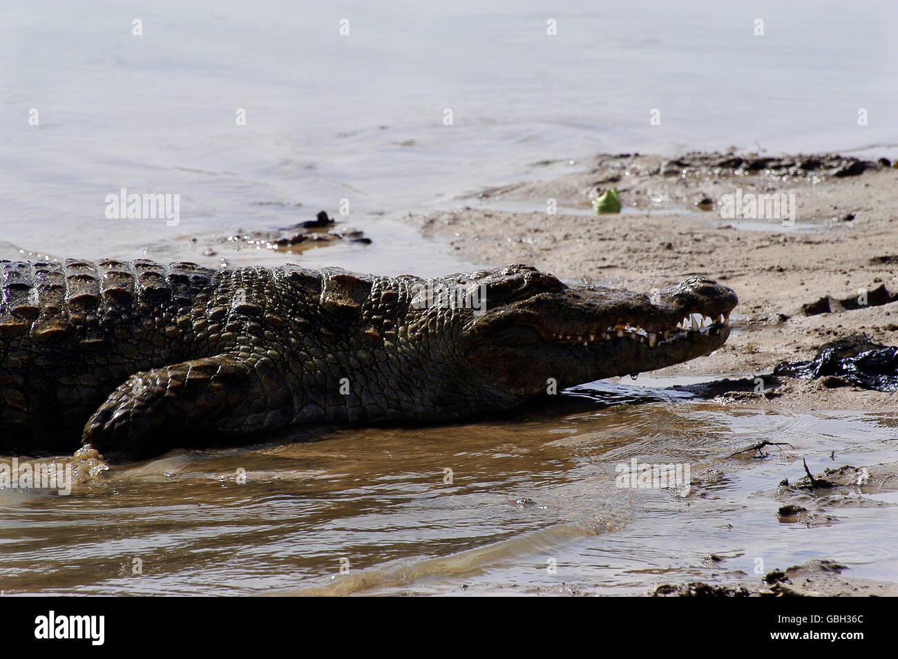 Sacred crocodiles of Sabou in Burkina Faso Stock Photo - Alamy