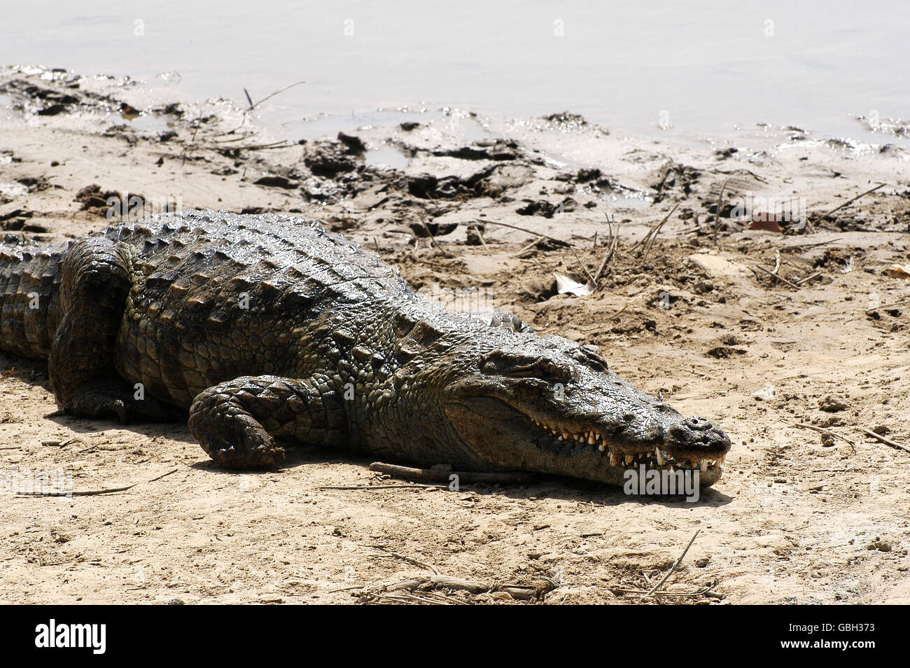 Sacred crocodiles of Sabou in Burkina Faso Stock Photo - Alamy