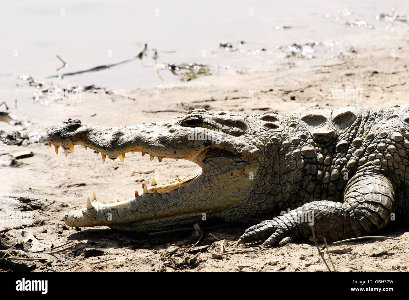 Sacred crocodiles of Sabou in Burkina Faso Stock Photo - Alamy