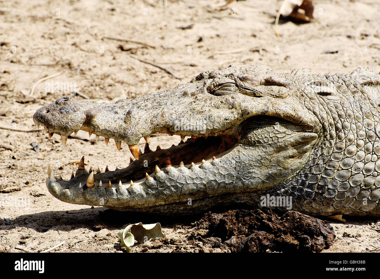 Burkina faso crocodile hi-res stock photography and images - Alamy