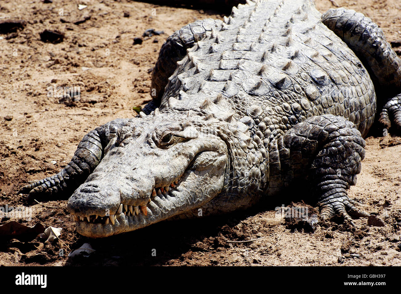 Sacred crocodiles of Sabou in Burkina Faso Stock Photo - Alamy