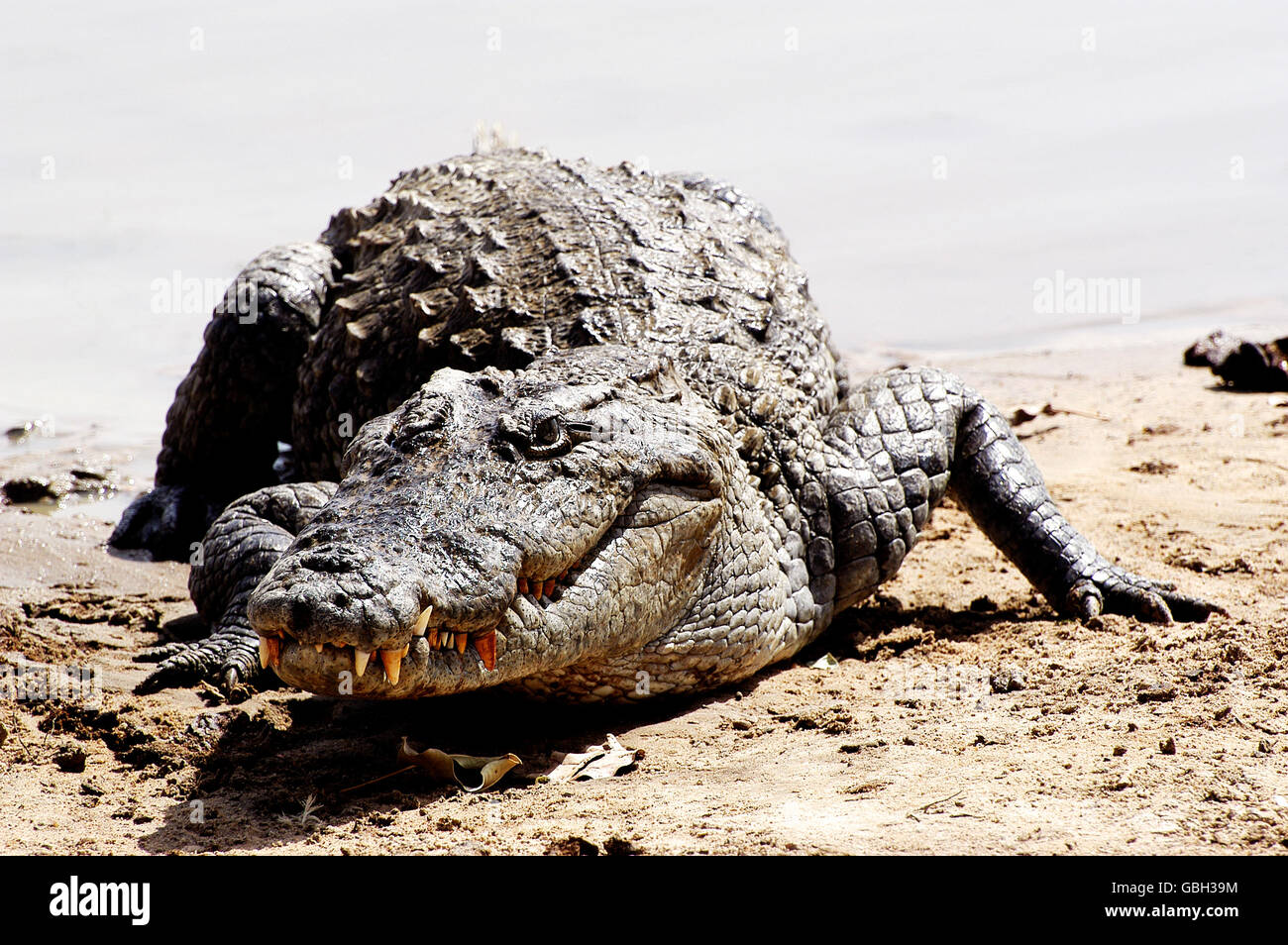 Sacred crocodiles of Sabou in Burkina Faso Stock Photo - Alamy