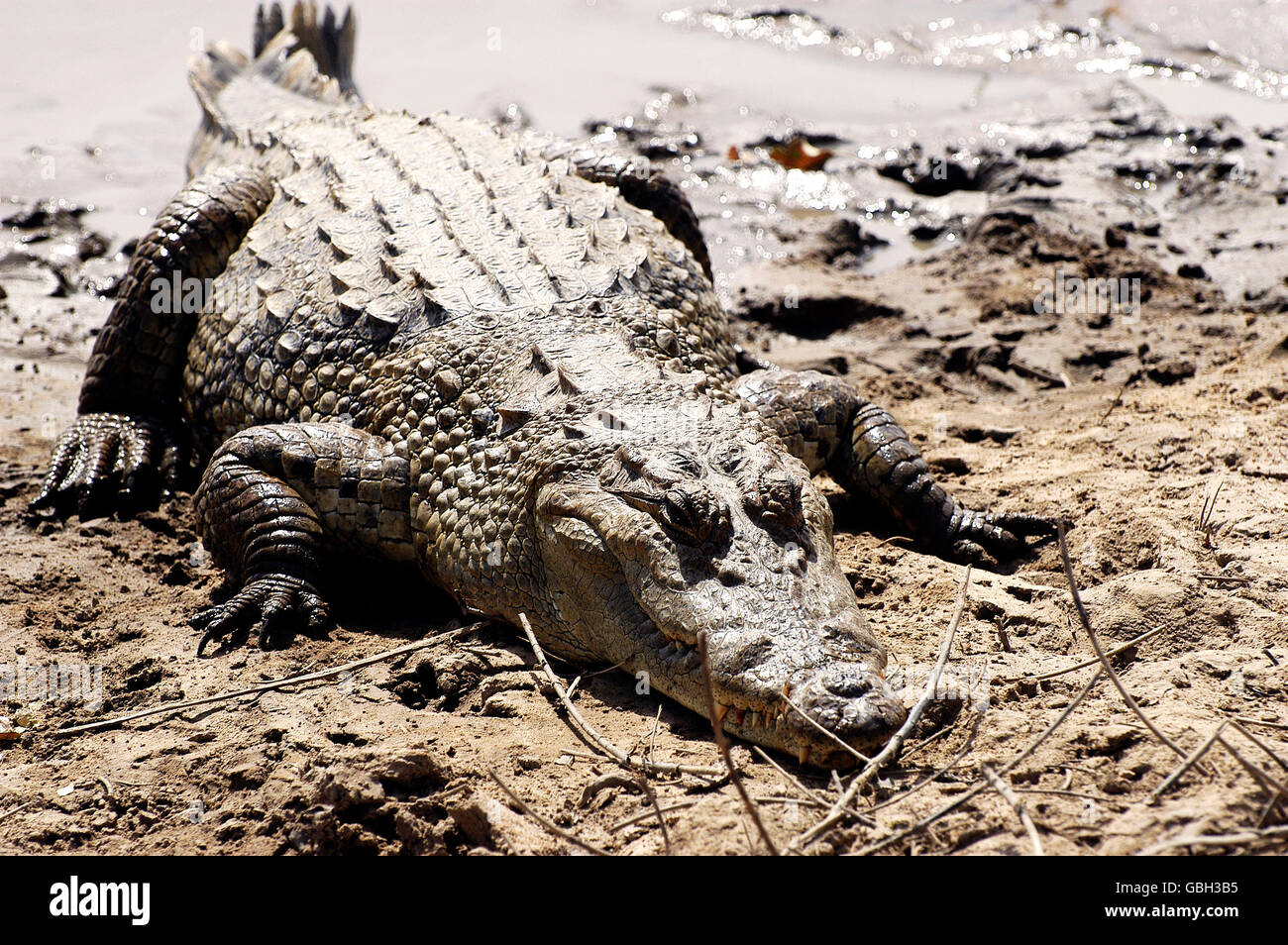 Sacred crocodiles of Sabou in Burkina Faso Stock Photo - Alamy