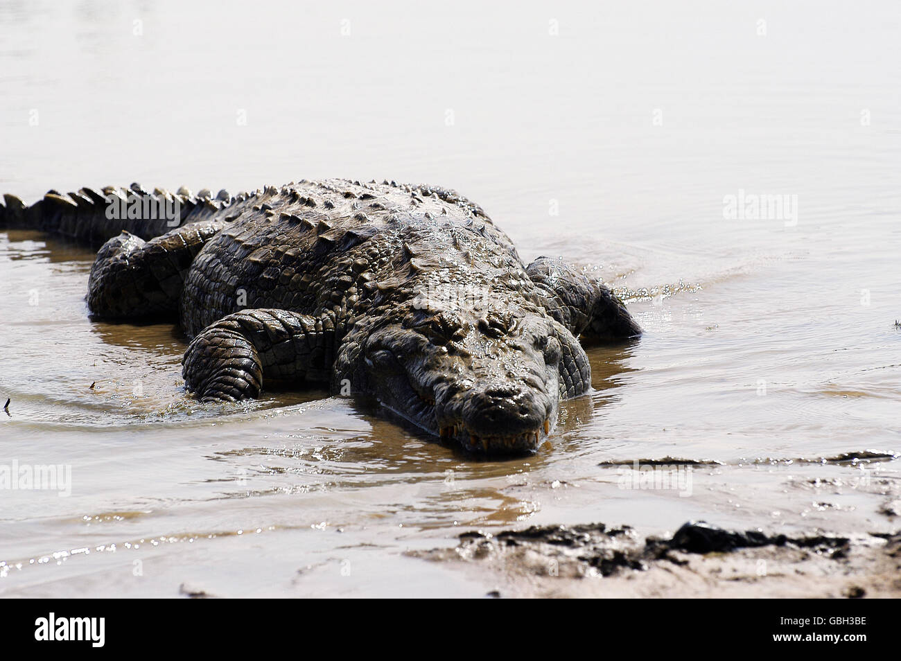 Sacred crocodiles of Sabou in Burkina Faso Stock Photo - Alamy