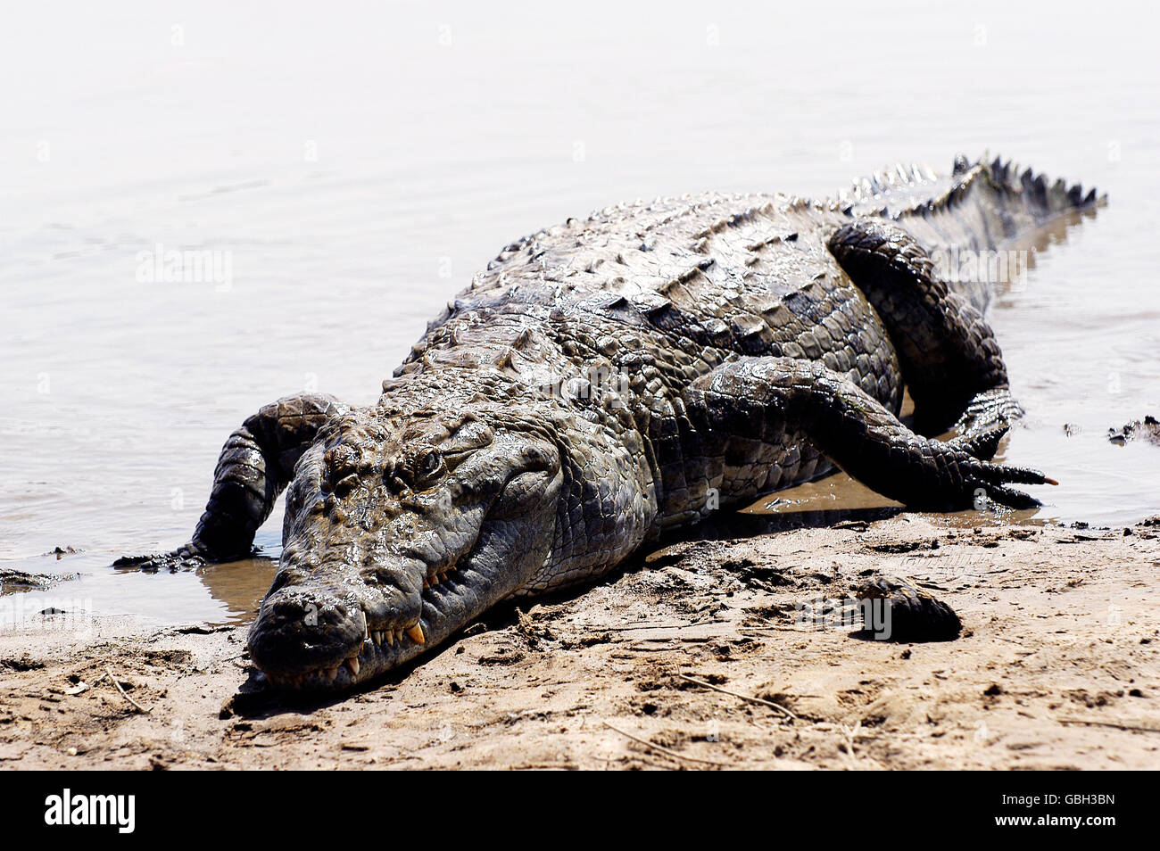 Sacred crocodiles of Sabou in Burkina Faso Stock Photo - Alamy