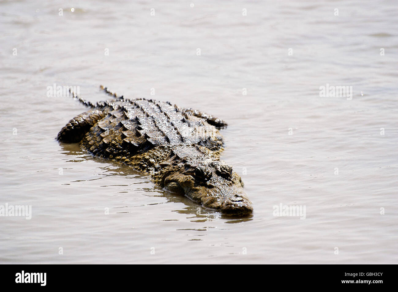 Sacred crocodiles of Sabou in Burkina Faso Stock Photo - Alamy