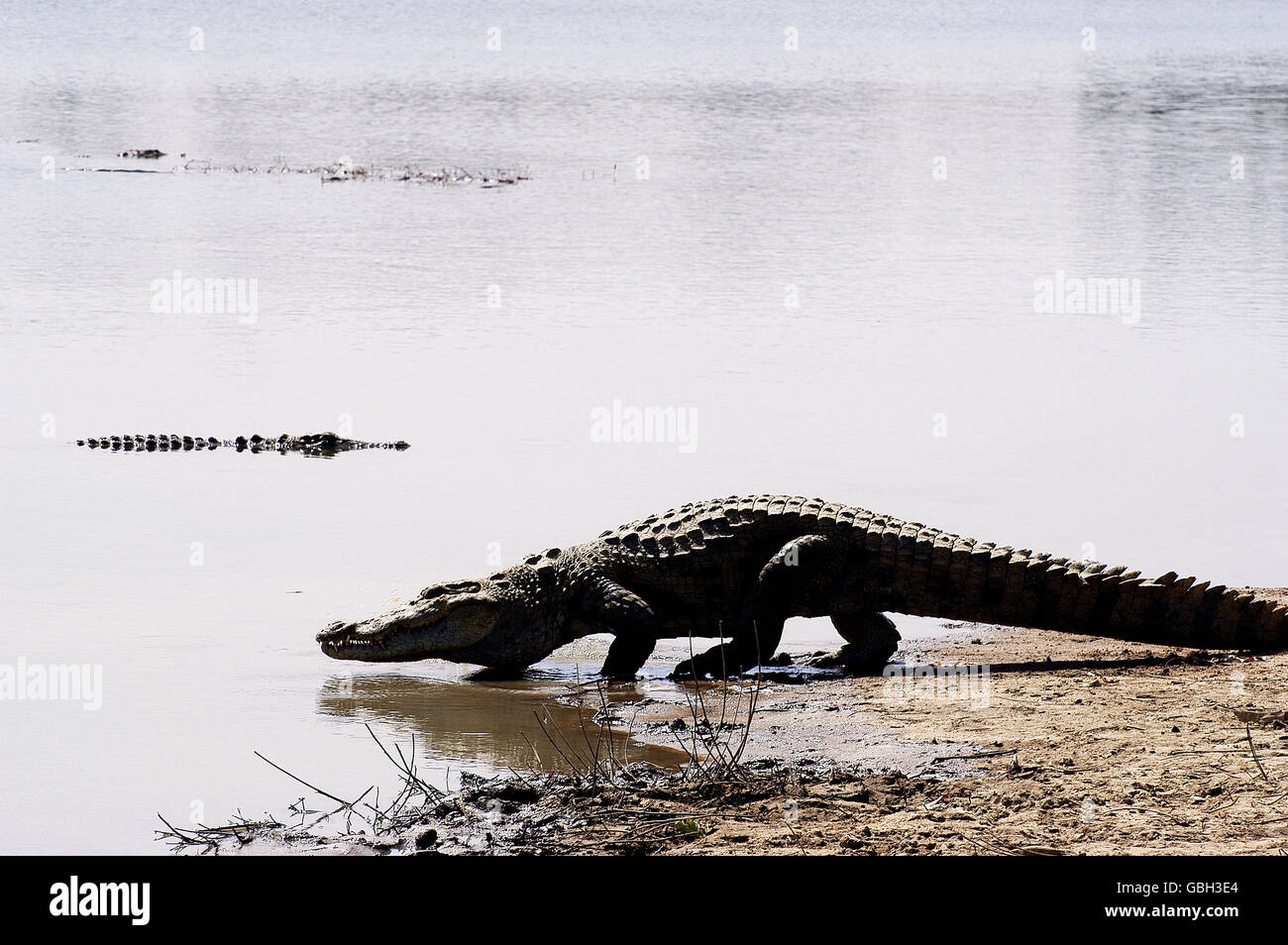 Sacred crocodiles of Sabou in Burkina Faso Stock Photo - Alamy