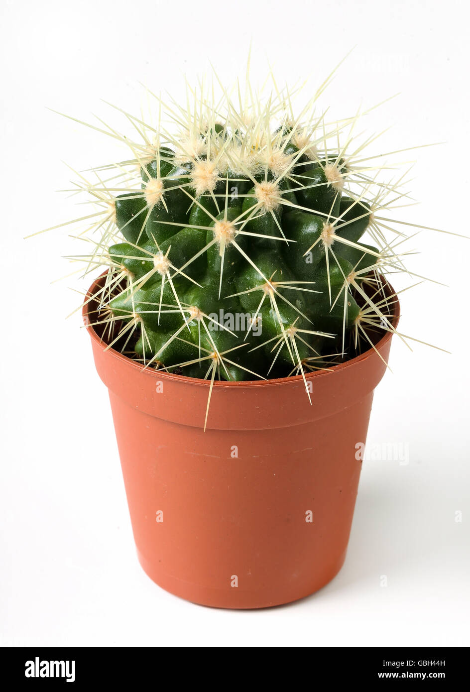 Cactus Plant Detail Cut Out Stock Images Pictures Alamy