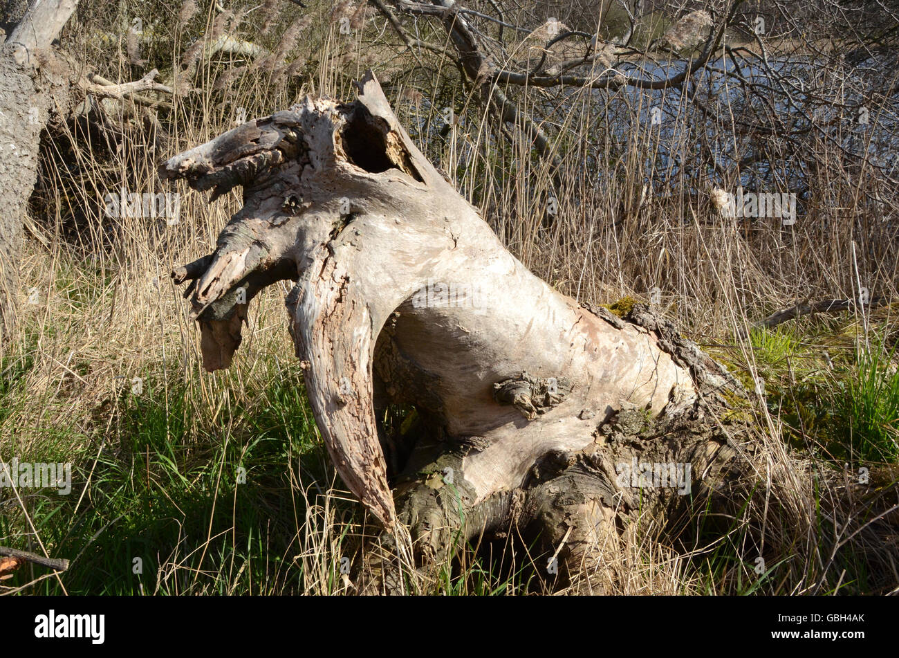 Wooden walrus - the root of a fallen tree has the shape of a walrus had ...