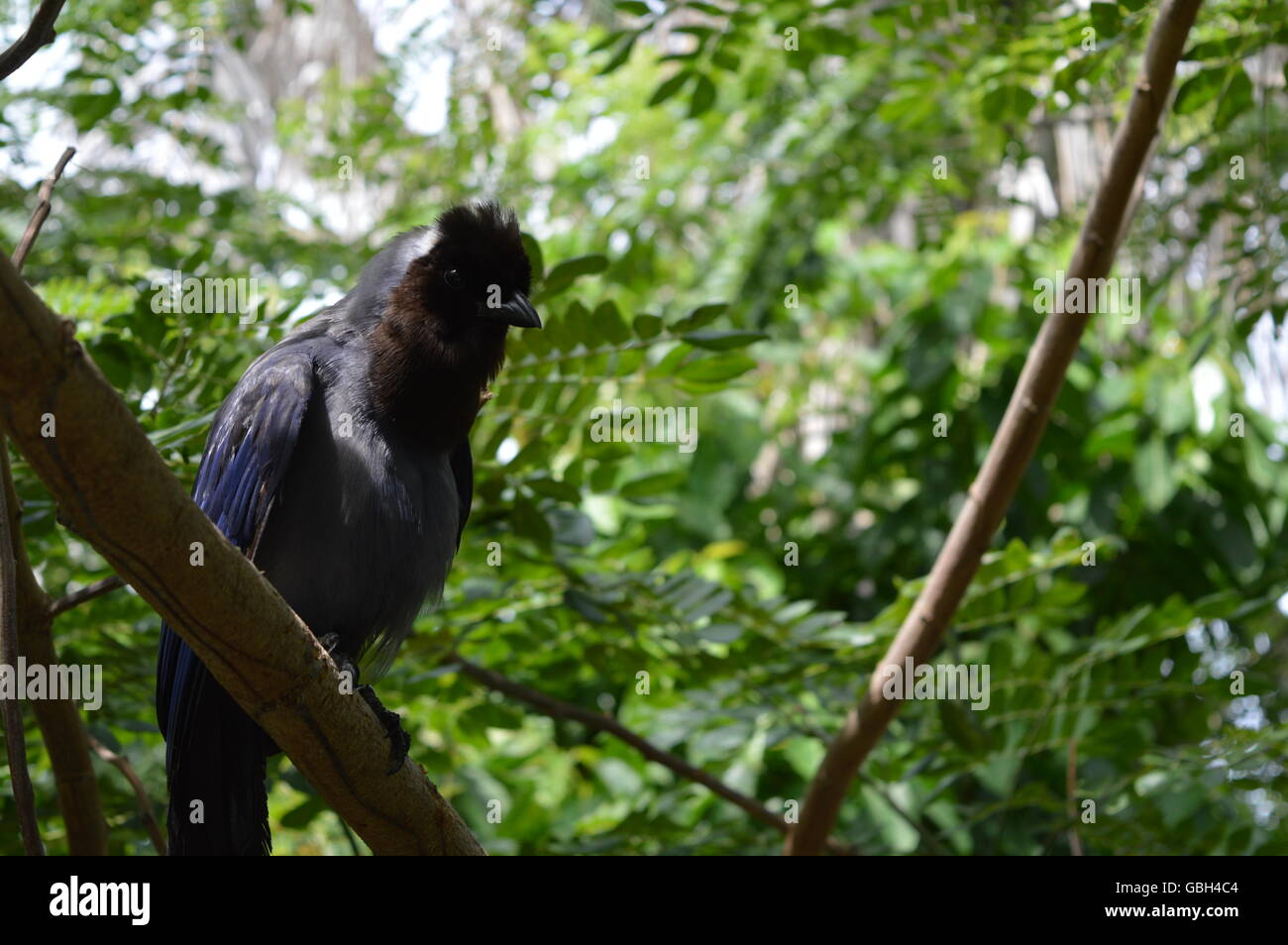 Violaceus Jay (cyanocorax violaceus) in Cartagena, Colombia Stock Photo ...