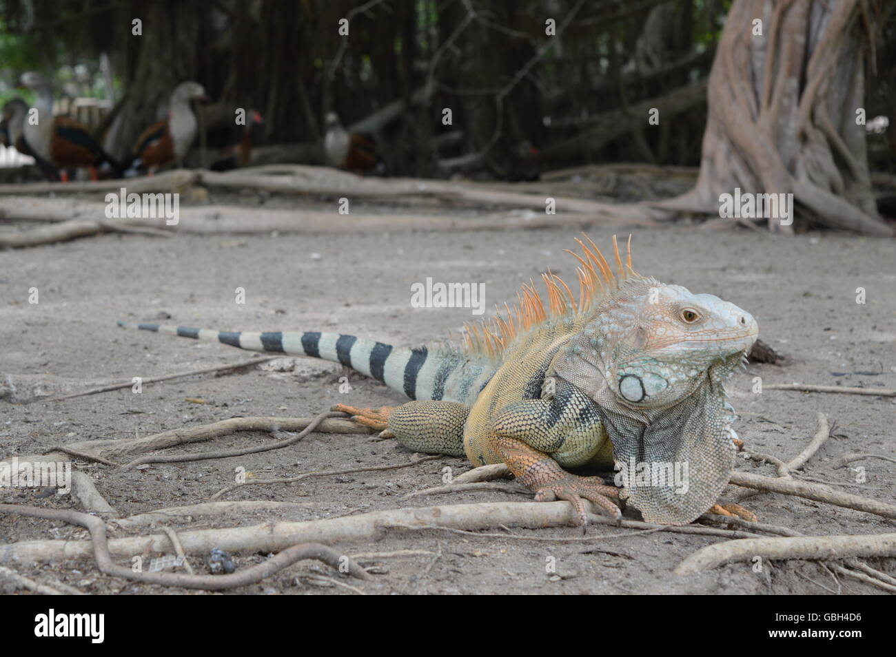Iguana in Colombia's National Aviary Stock Photo - Alamy