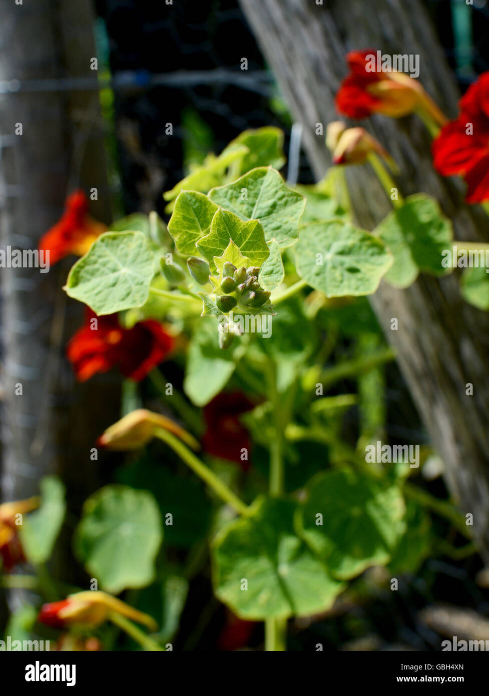 Red foliage buds hi-res stock photography and images - Alamy