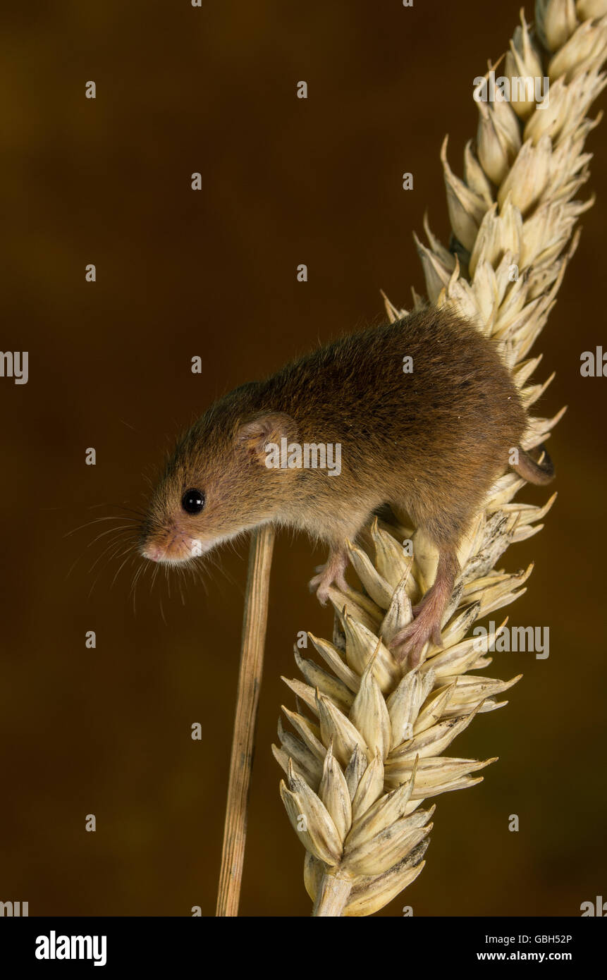 Harvest mouse wheat hi-res stock photography and images - Alamy