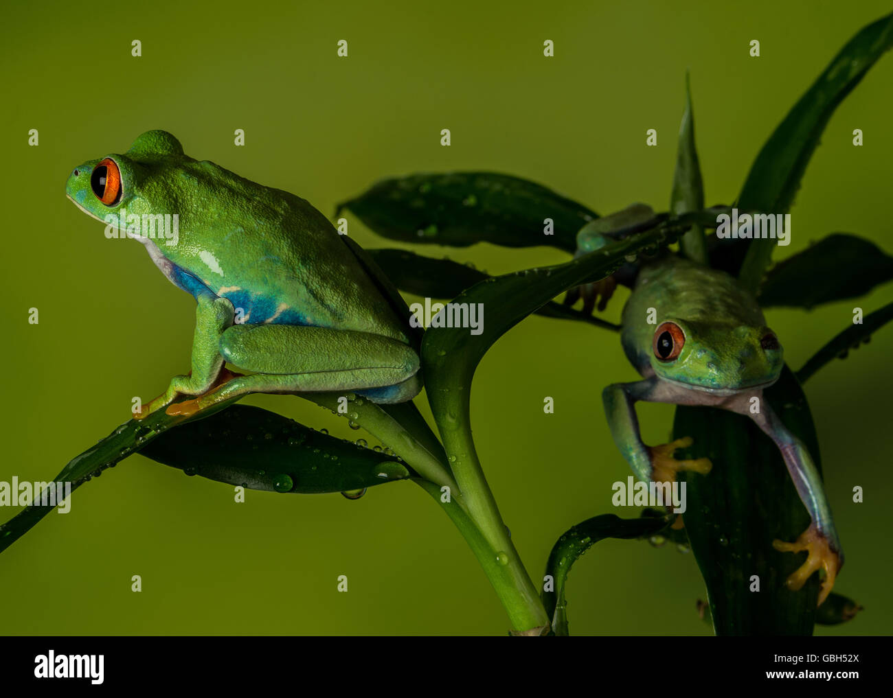 Tree frogs hi-res stock photography and images - Alamy