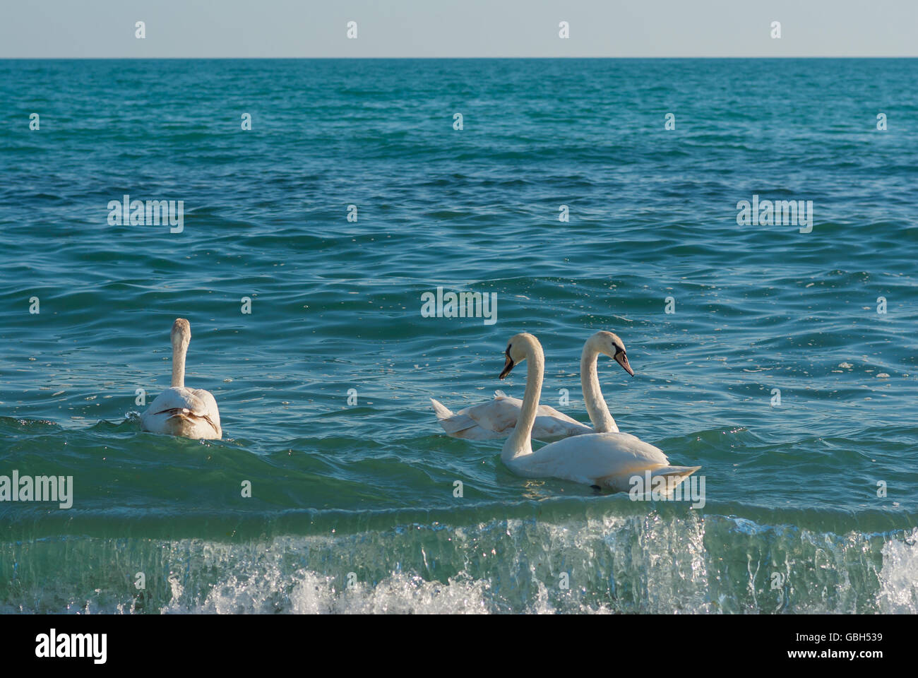 Rare event - three white swan swim in Black Sea in Crimea Stock Photo ...