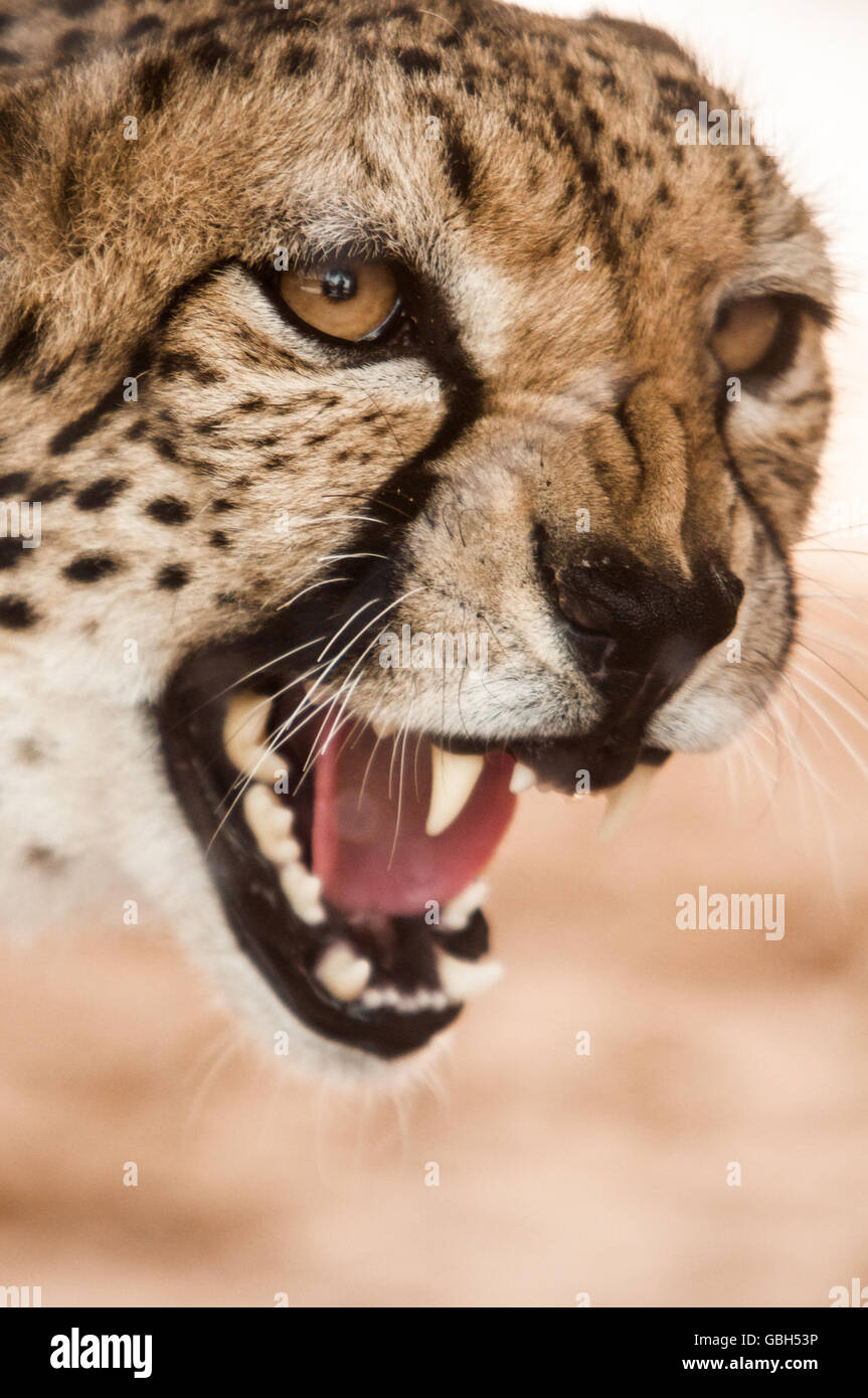Cheetah Growling