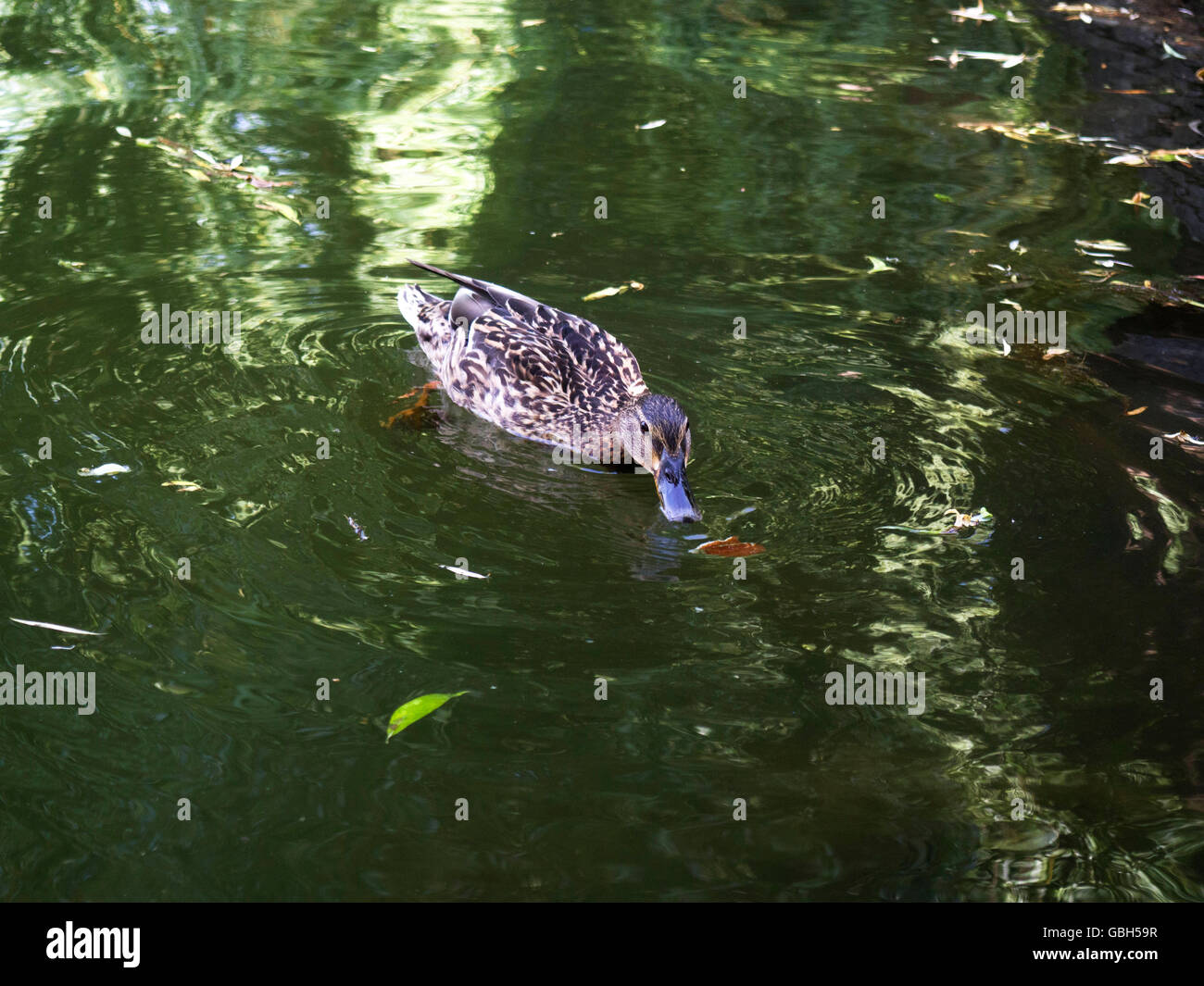 Graceful duck hi-res stock photography and images - Alamy