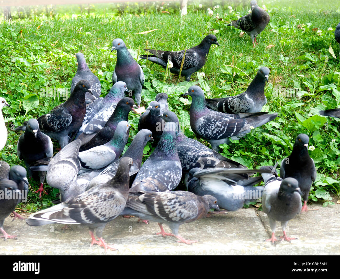 Pigeon profile view hi-res stock photography and images - Alamy