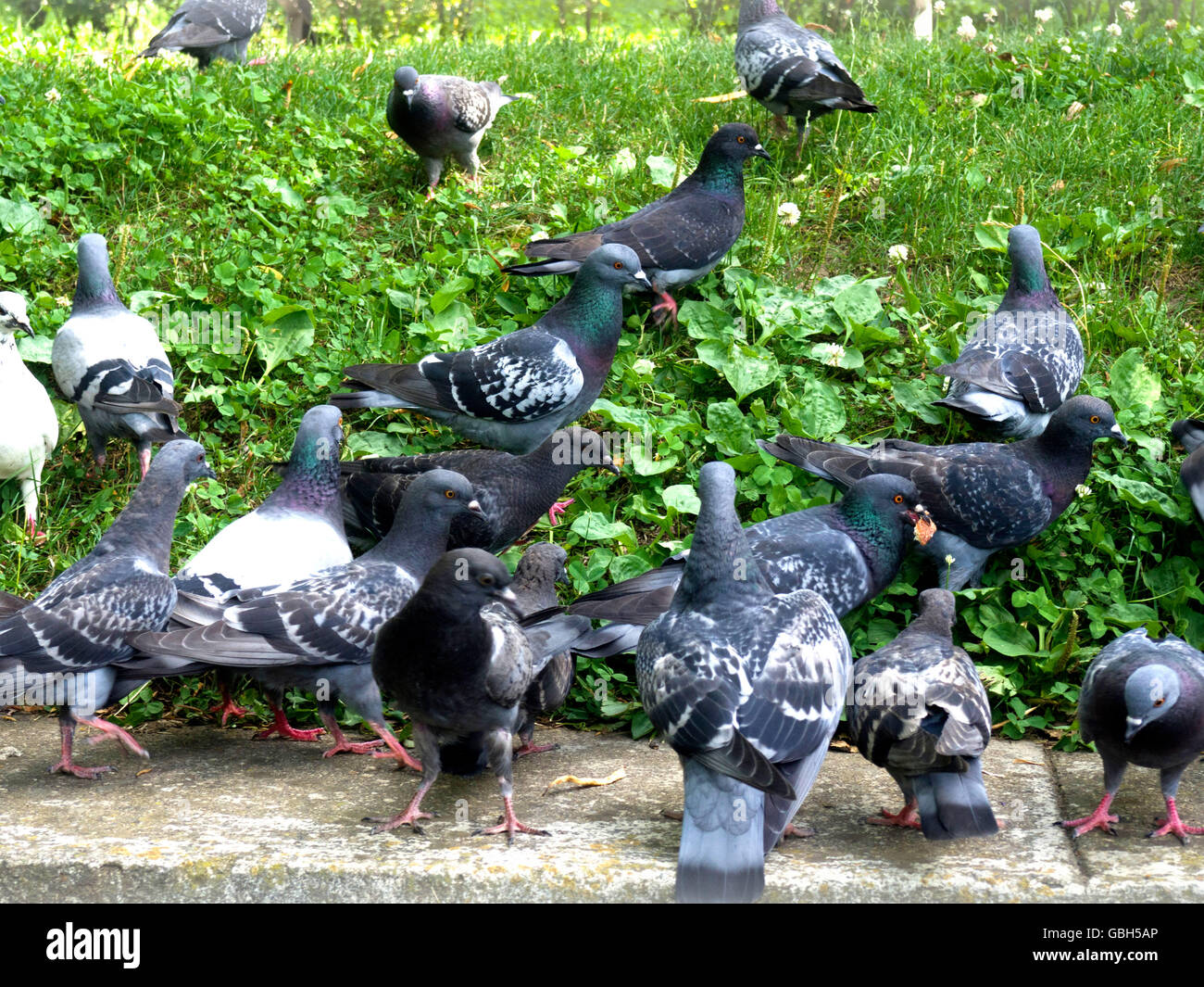 Pigeon profile view hi-res stock photography and images - Alamy
