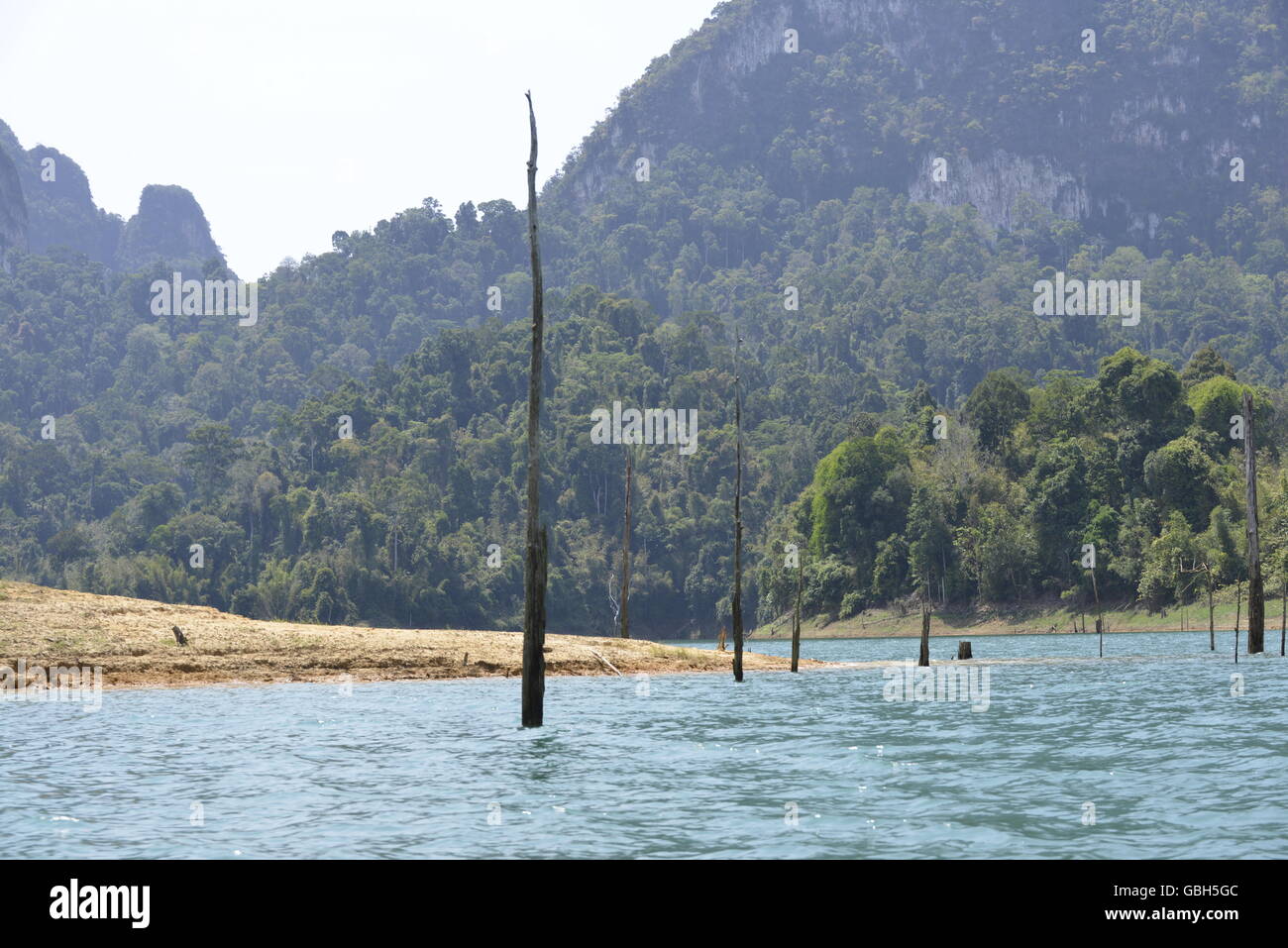dead tree sticking out of the water from Lake National Parc Khao lak ...